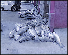 Austin Seafood Company | Austin Fish Company