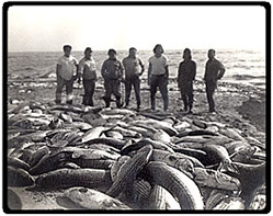 Austin Seafood Company | Austin Fish Company