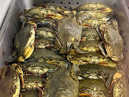 Austin Seafood Company | Austin Fish Company